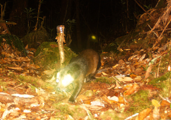 Masked Palm Civet | Hose's Civet & Small Carnivore Project, Borneo